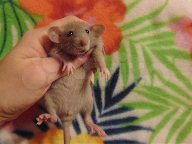 Крысы, крысята - девочки - питомник, клетки, гамак