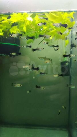 Рыбки гуппи, инфузория