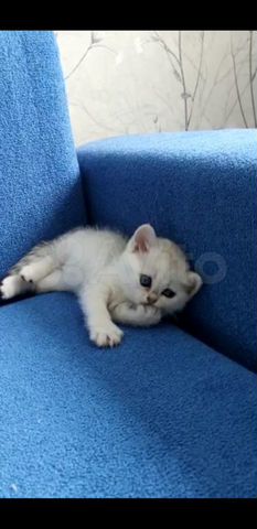 Котята хайленд фолд