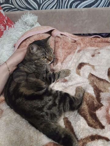 Кошка подкидыш