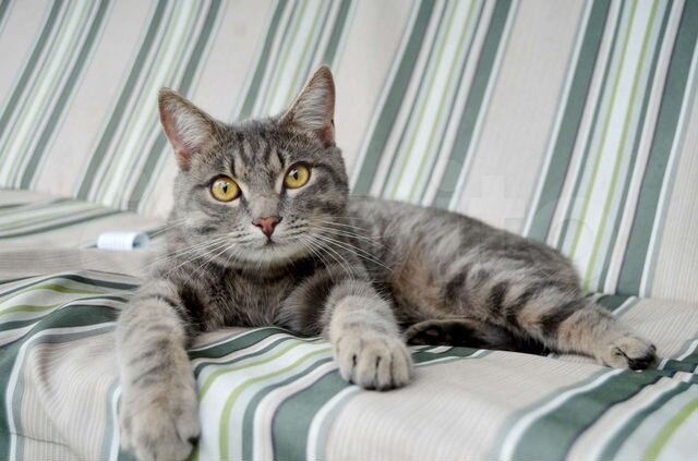 Отдам котика