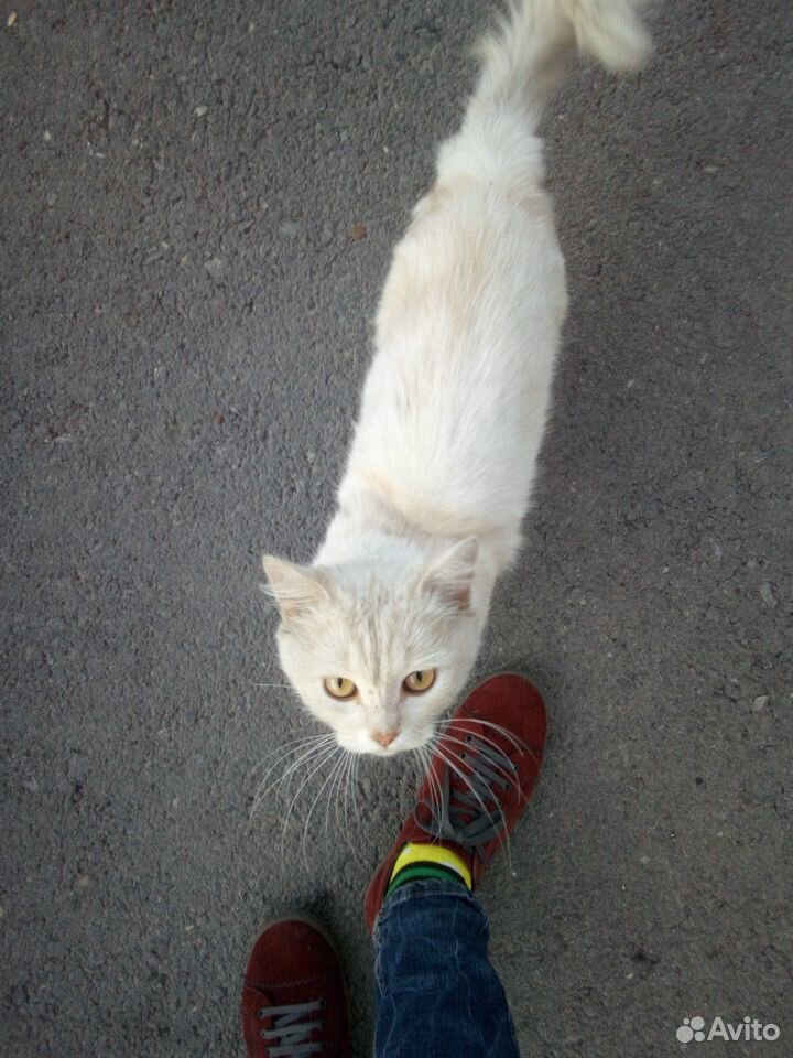 Клёвый Кот кремовый