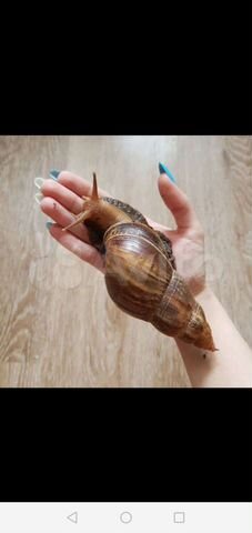 Ахатины улитки источник молодости