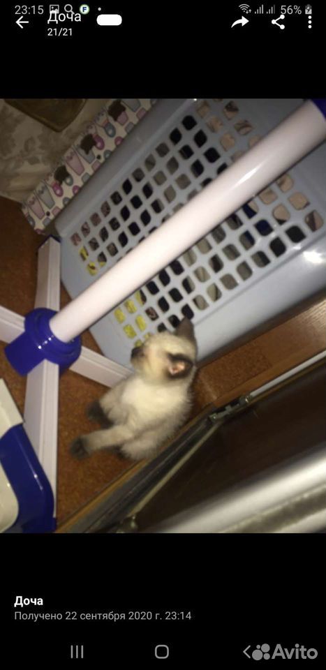 Сиамская кошечка