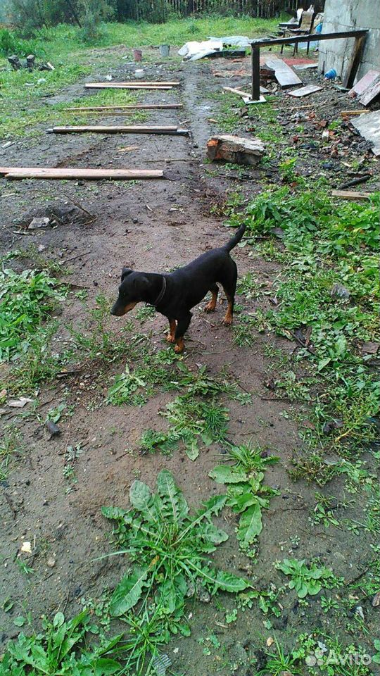 Ягдтерьер для вязки