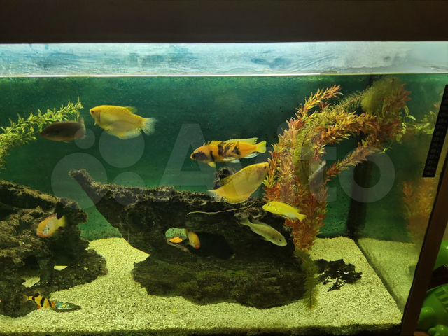 Аквариумные рыбки цихлиды