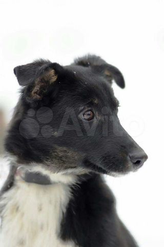 Лапочка Няша