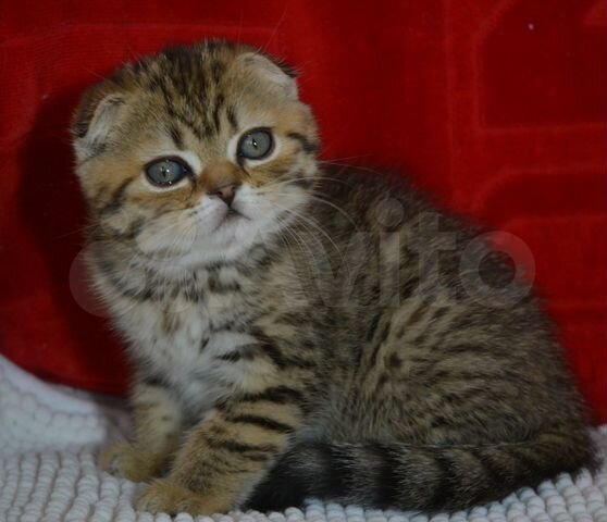 Тигр на золоте