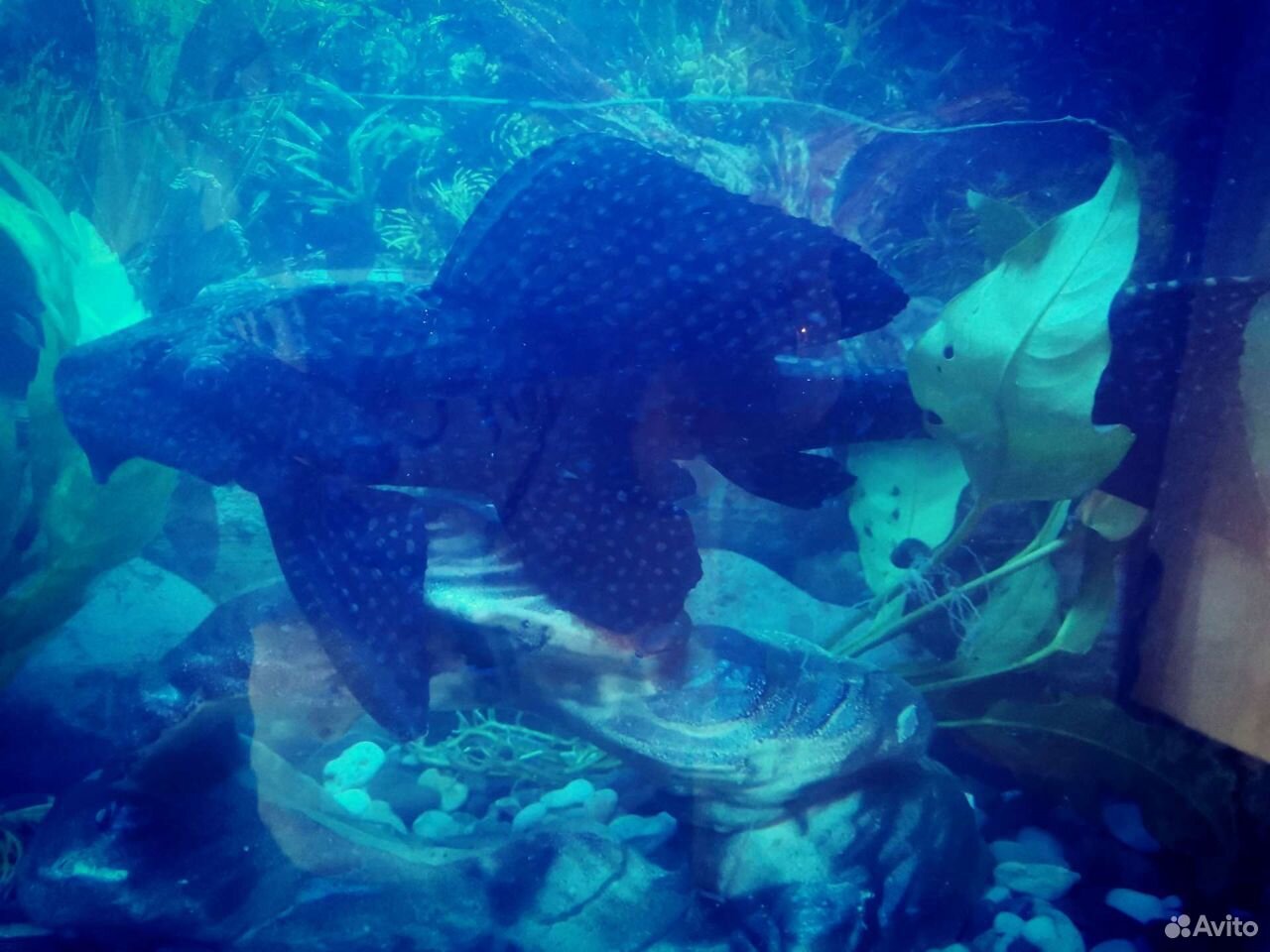 Птеригоплихт (сомик)