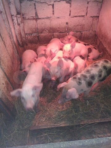 Поросенок дюрок