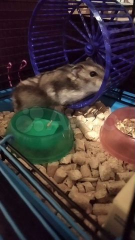 Джунгарский хомяк