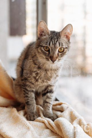 Кот Пиксель