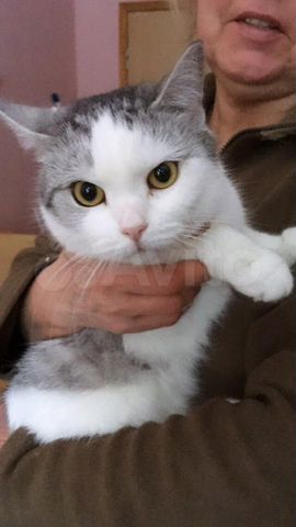 Кошечка Снежка в добрые руки