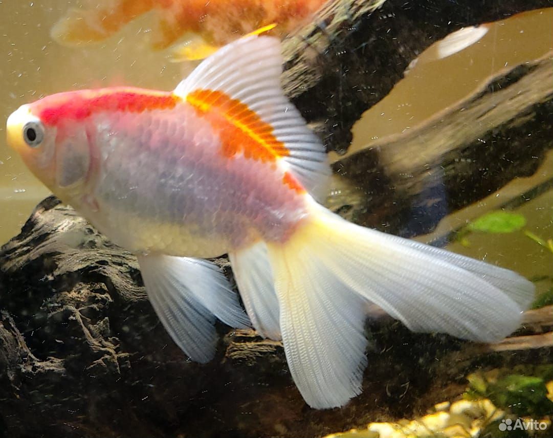 Продам рыбок