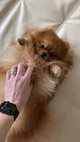 Шпиц померанский отдам бесплатно