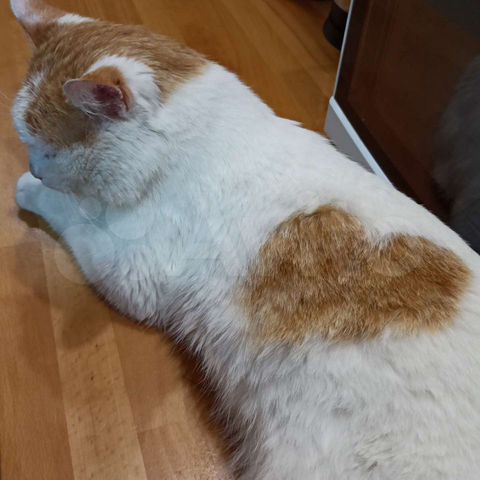 Котик Валентин