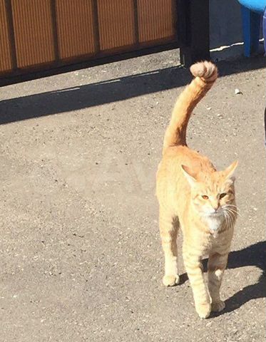 Кот Степка