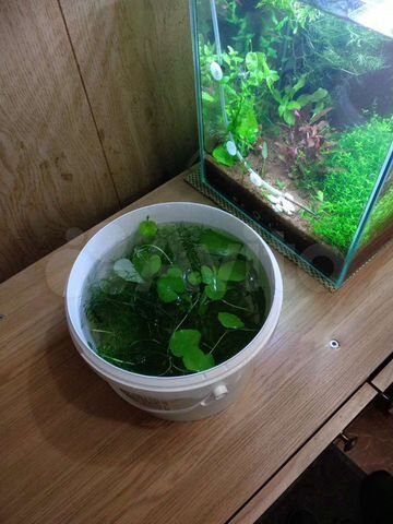 Прополка аквариум