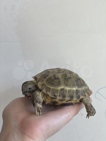Черепаха