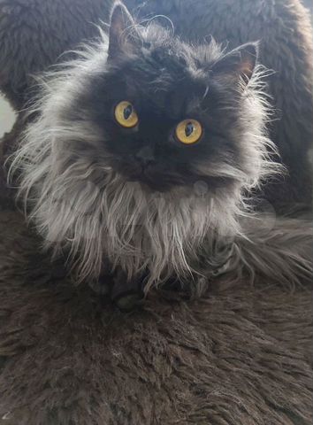 Персидская кошка