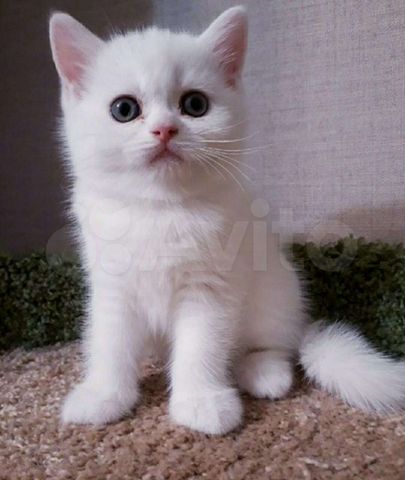 Белоснежный породистый котенок