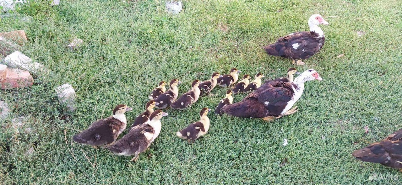 Утки. Индоутята, Индоутки