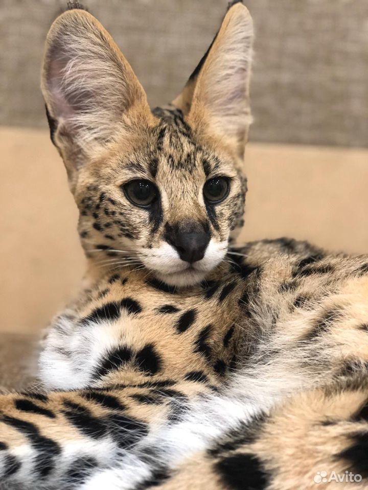 Саванна кот