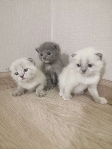 Котята