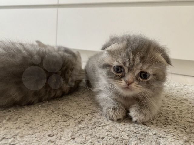 Шотландская вислоухая