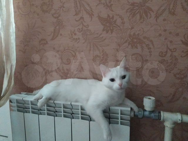 Отдам кошку в добрые руки