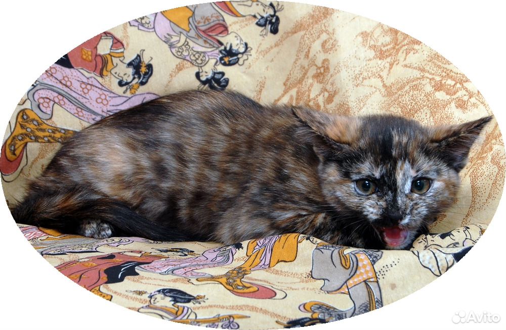 Очень красивый, черепаховый котенок