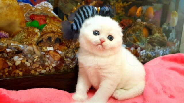 Шотландский шик Котята Вязка