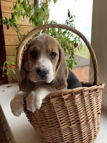 Бигль щенки