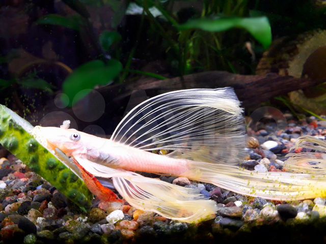 Анциструс вуаль