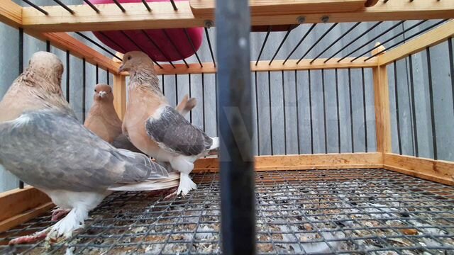 Продаю. Турецкий такла