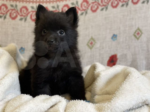 Щенки шипперке