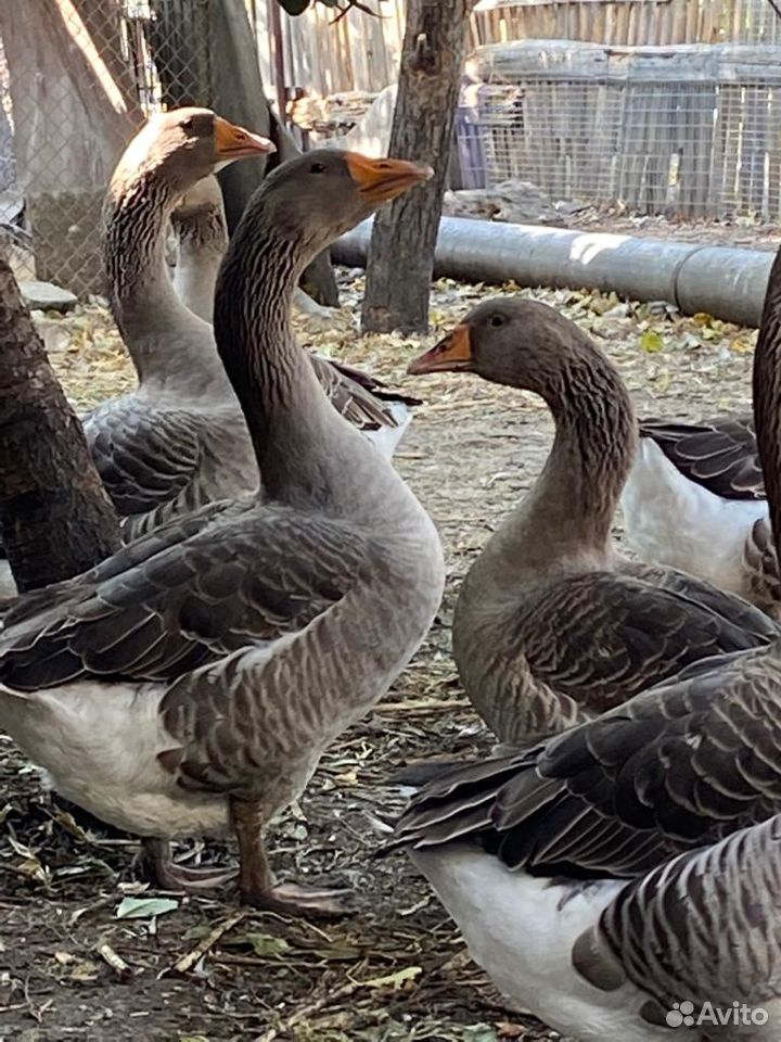 Гусь породы(Крупные серые гуси Украинские)