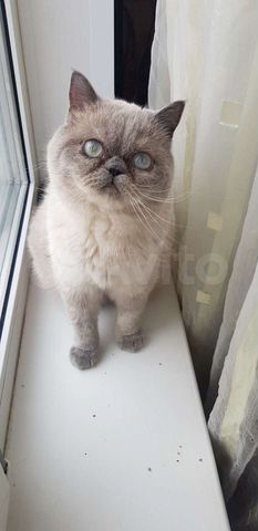 Экзотическая кошка 2года Элизабет привита стерильн