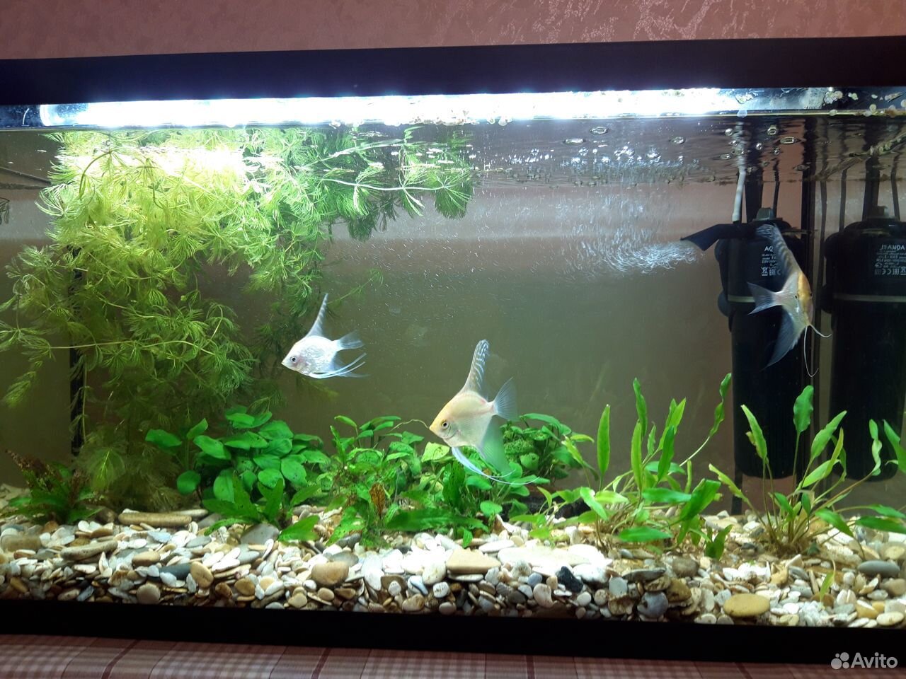 Аквариум