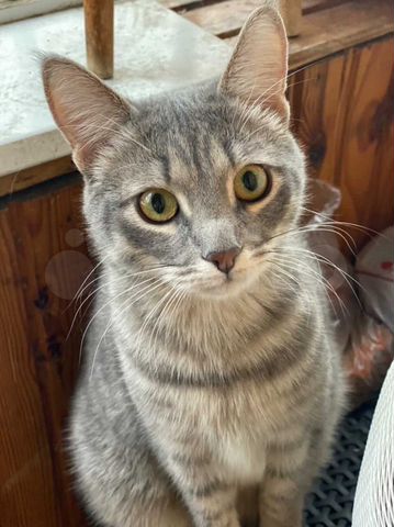 Ласковый парнишка в добрые руки