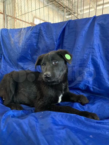 Фенотип лабрадора в добрые руки