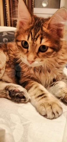 Курильский бобтейл