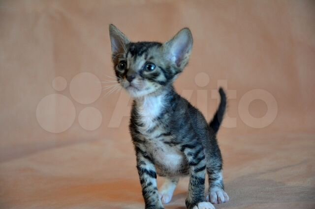 Уникальная порода уральский рекс кошечка