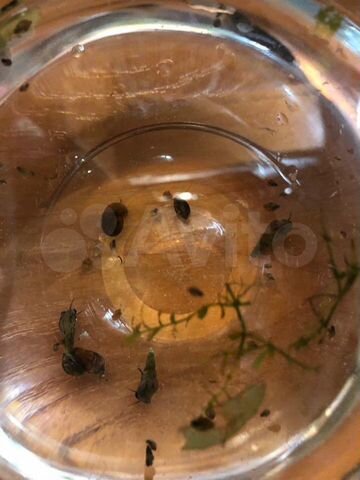 Улитки Физы хорошо чистят аквариум