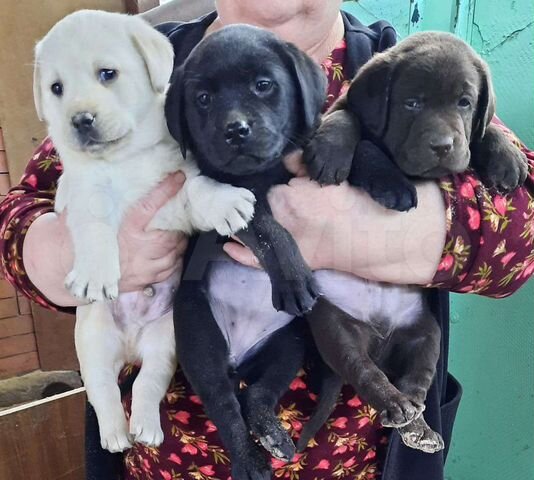 Озорные малыши