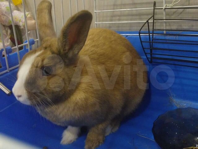 Кролик декоративный с клеткой