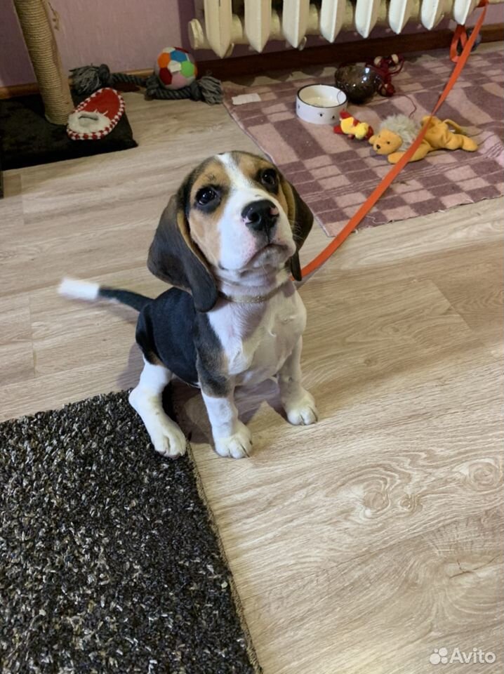 Отдаём щенка Бигль