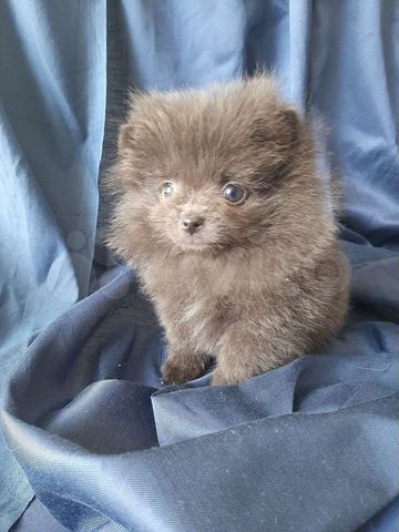 Микро Девочка