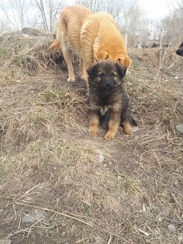 Щенок метис кавказца