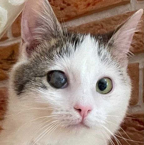 Белый котенок с пятнами Гарри, 4 месяца
